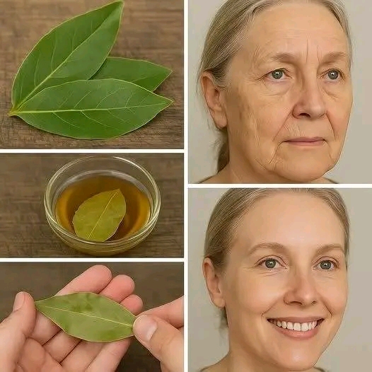 Benefits of Bay Leaves for Skin Health – Feel Tasty